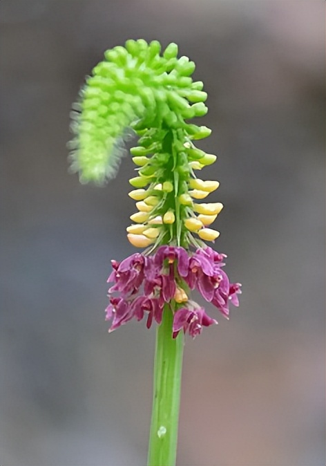 The smelliest flower in the world: breed with smell, and people can ...