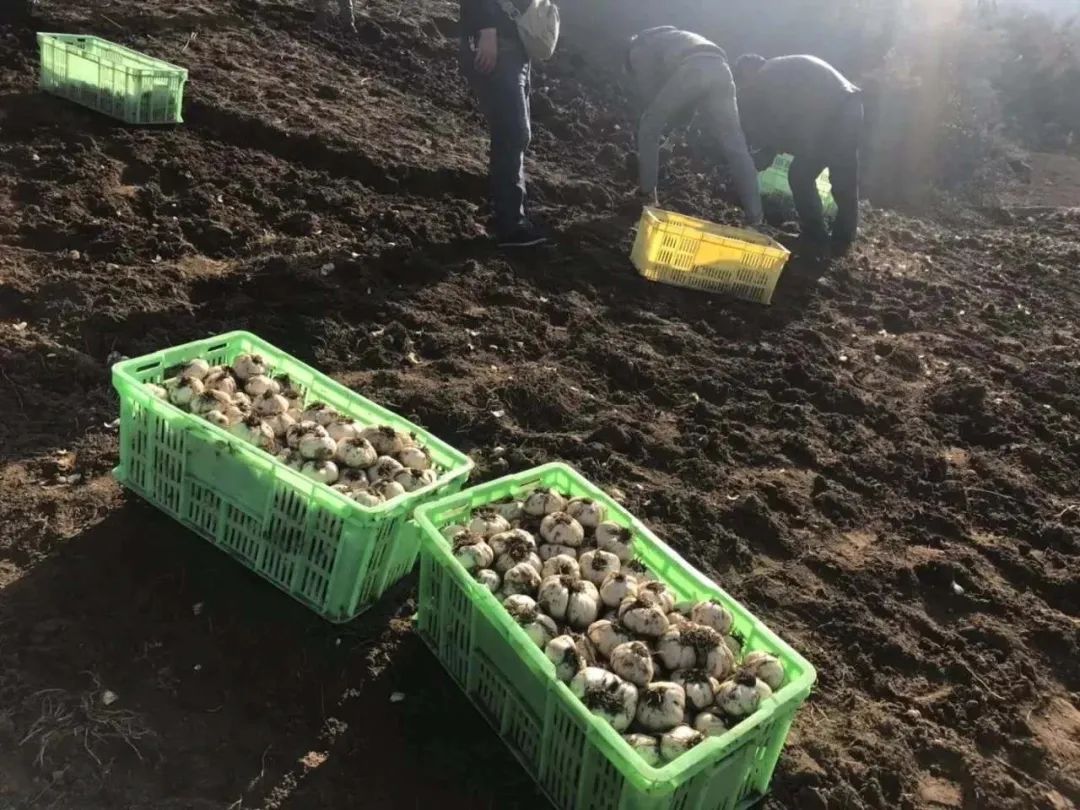 Stir-fried donkey meat with lily, tender and juicy, authentic and ...