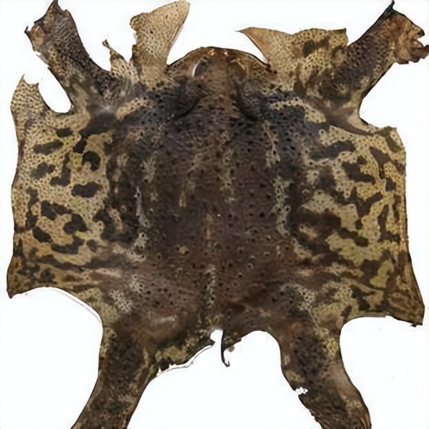 Toad skin can fight cancer, clear away heat and cool blood, detoxify ...