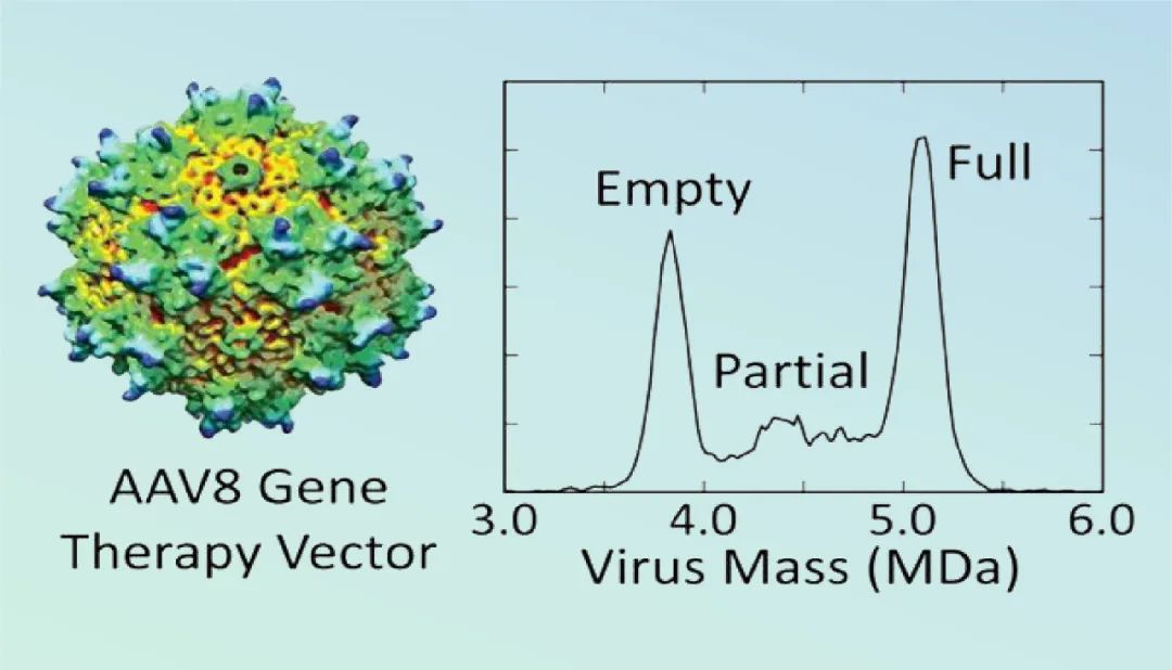 Capsid loading rate for quality control studies of adeno-associated ...