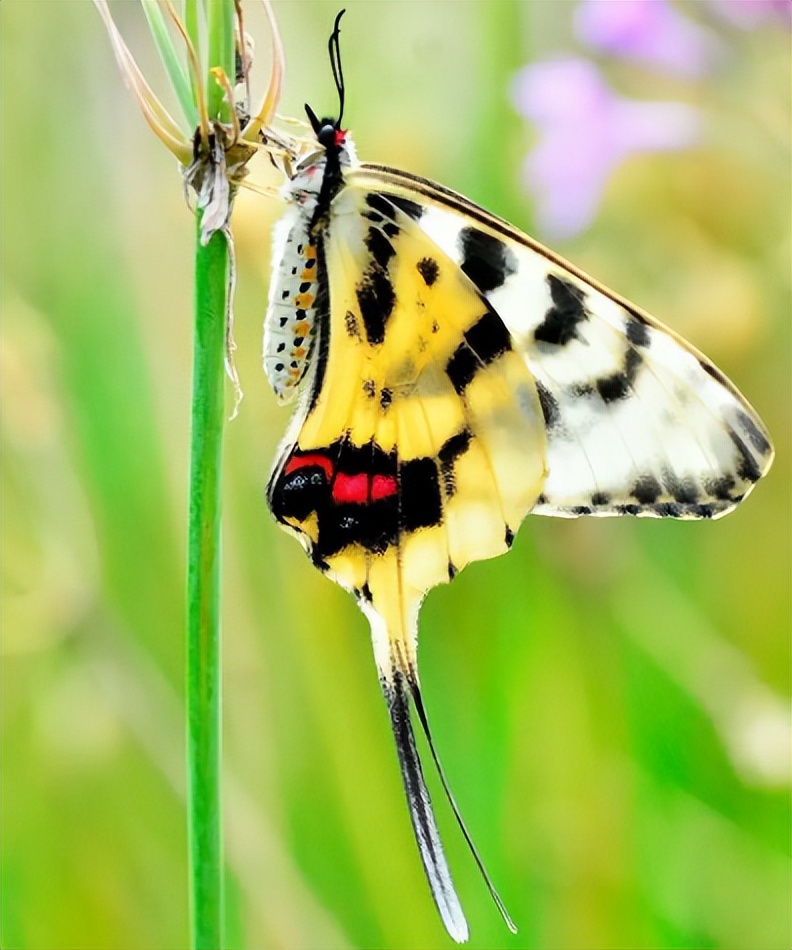 Ribbon Swallowtail: The Gorgeous Beauty of Dancing - iNEWS