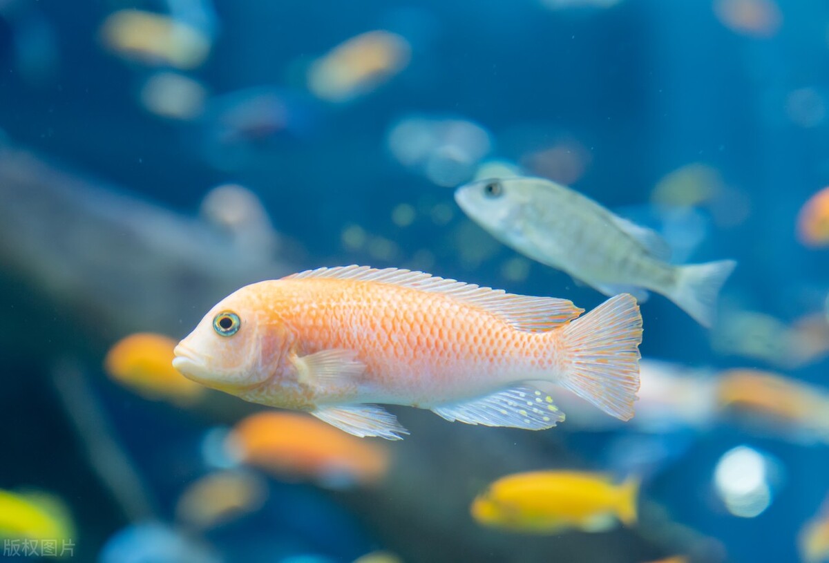 What do fish rely on to hear sounds? - iMedia