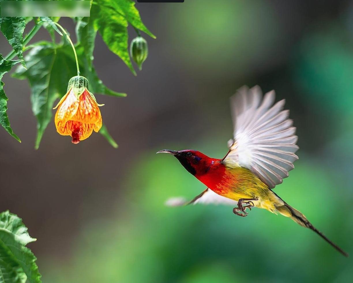 Top 10 polygamous birds, short and fat at the top of the list - iNEWS