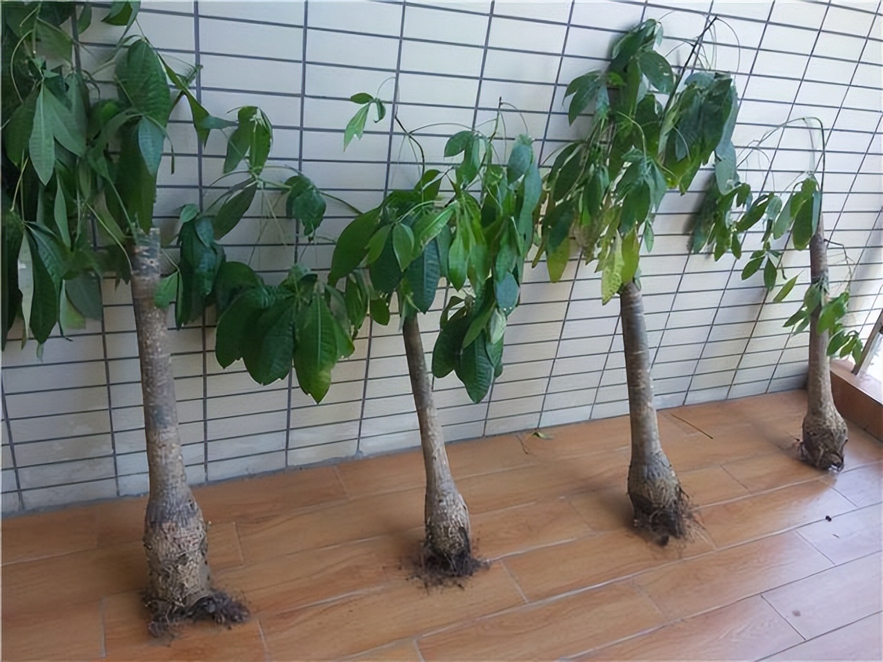 5 kinds of "wealthy flowers", "poor life" since childhood, "breeding in ...