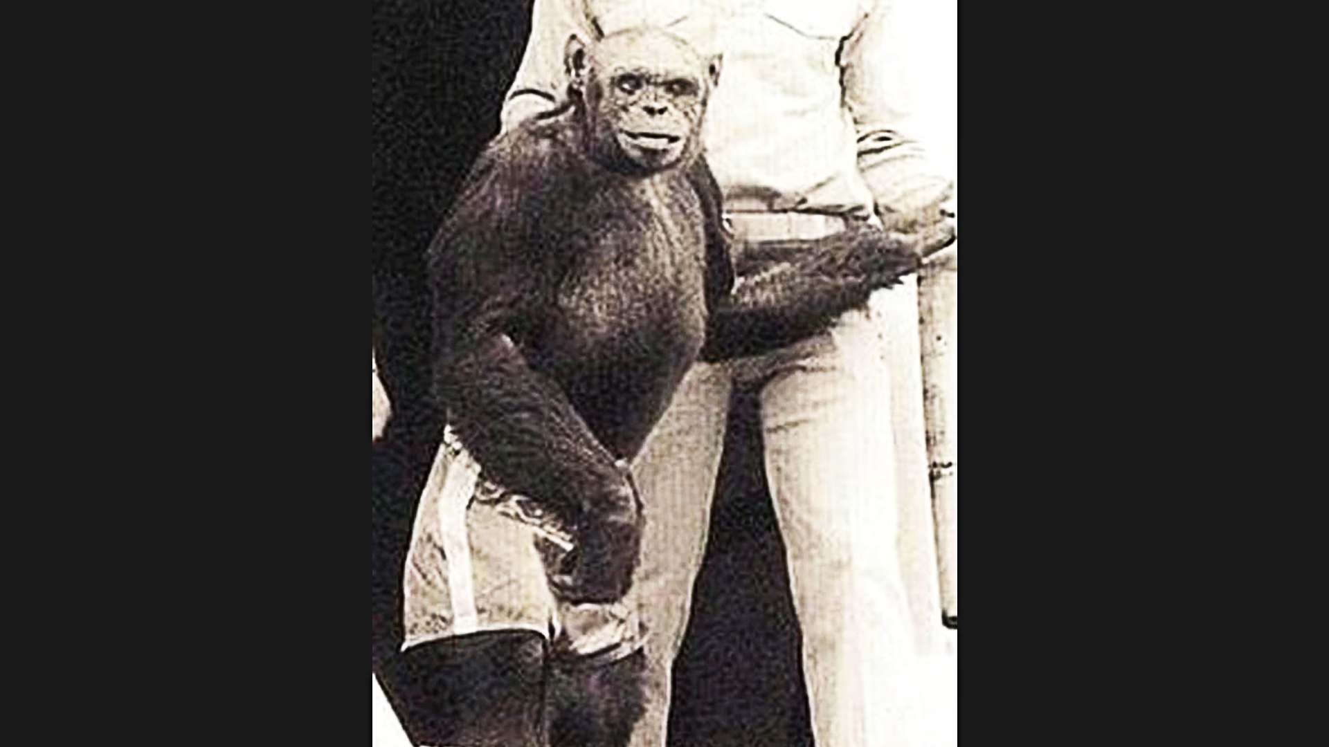 The ill-fated life of a genetically mutated orangutan behind the human ...