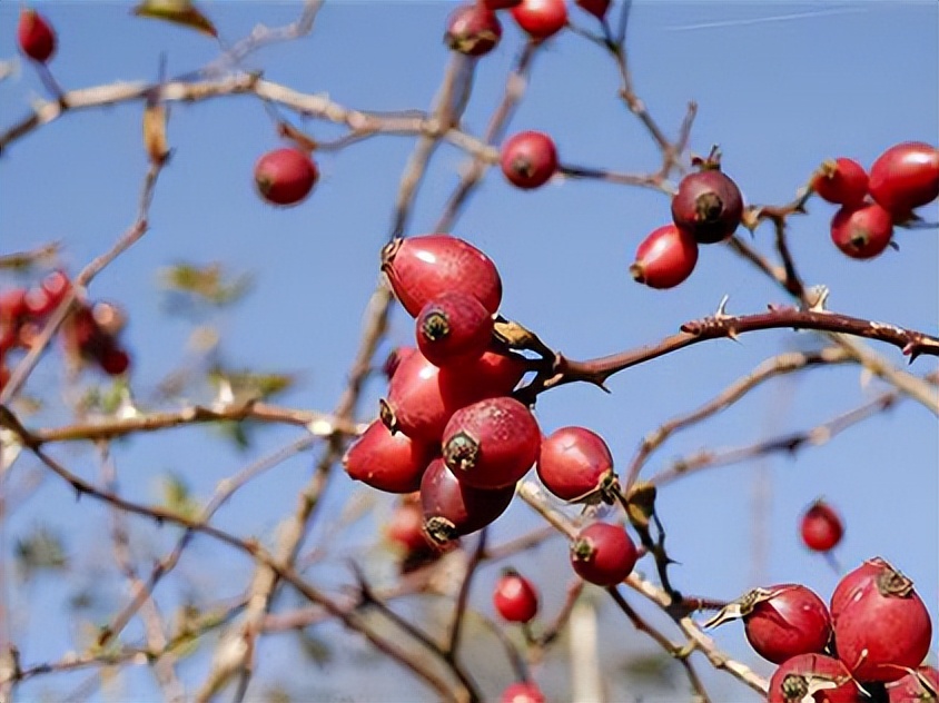 where is the fruit of winter - iNEWS