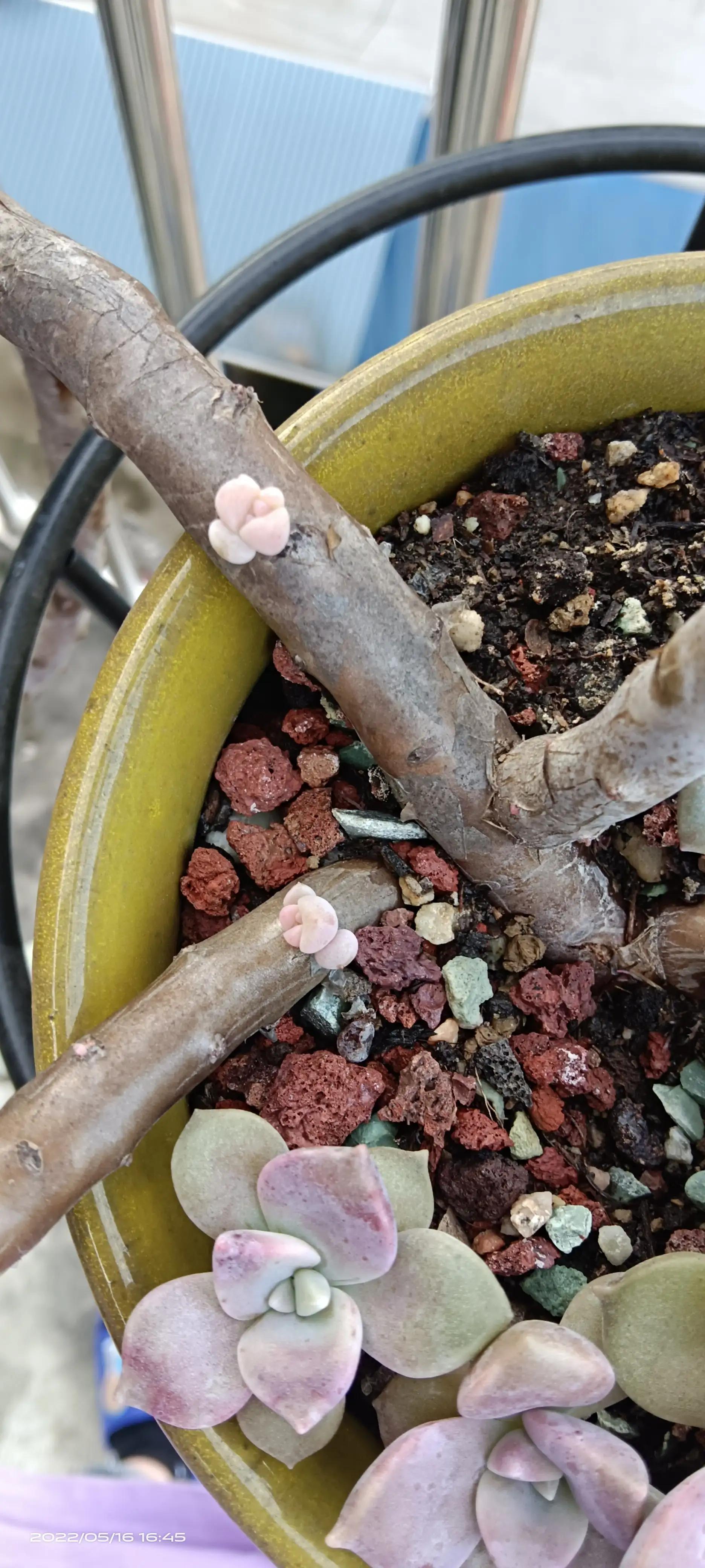 Zi Le, let me give you a close-up... - iNEWS