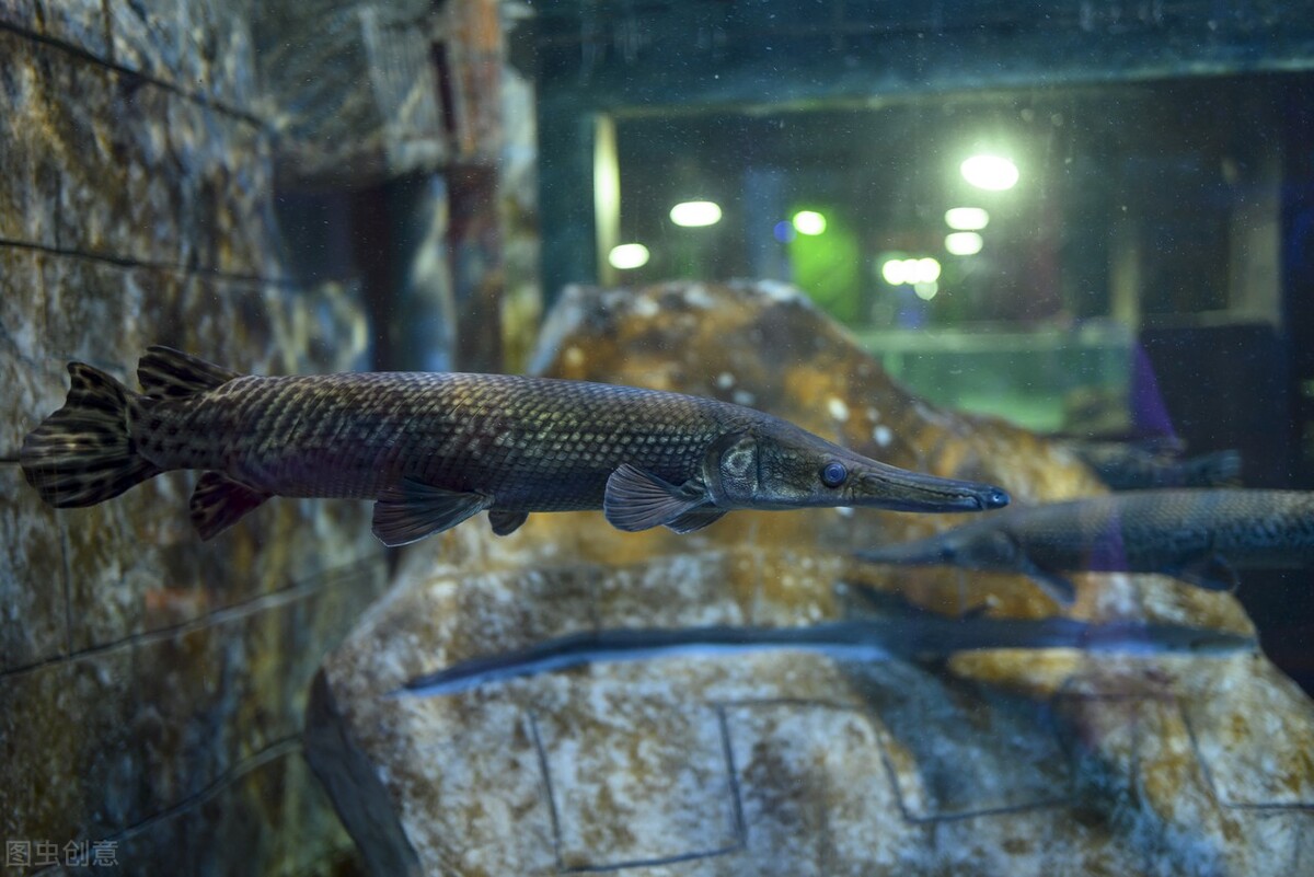 Alligator gar, there are such fierce fish in the world - iNEWS