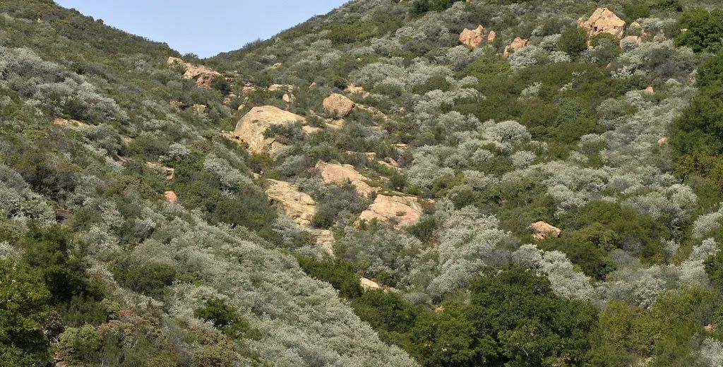 The United States is facing the threat of "Samadhi True Fire" - iNEWS