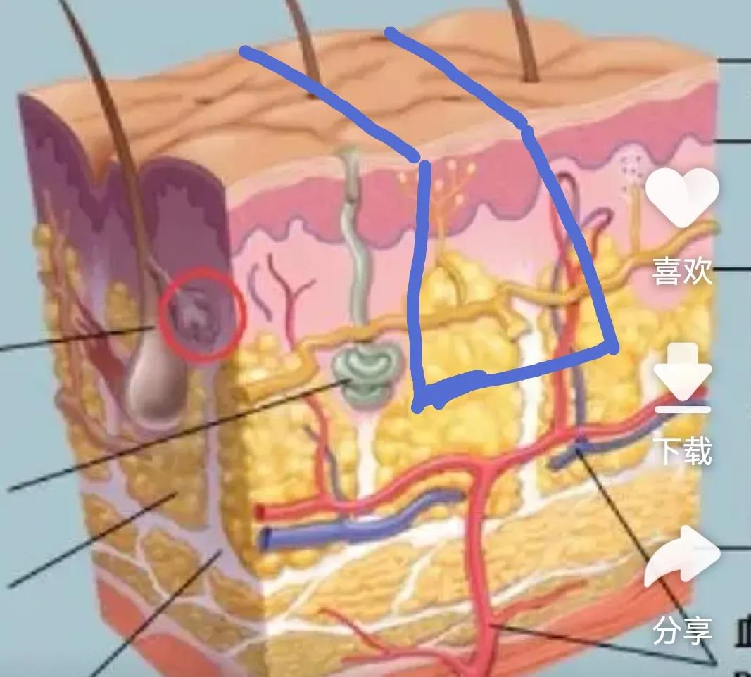 What should we pay attention to about skin beauty suture and how to ...