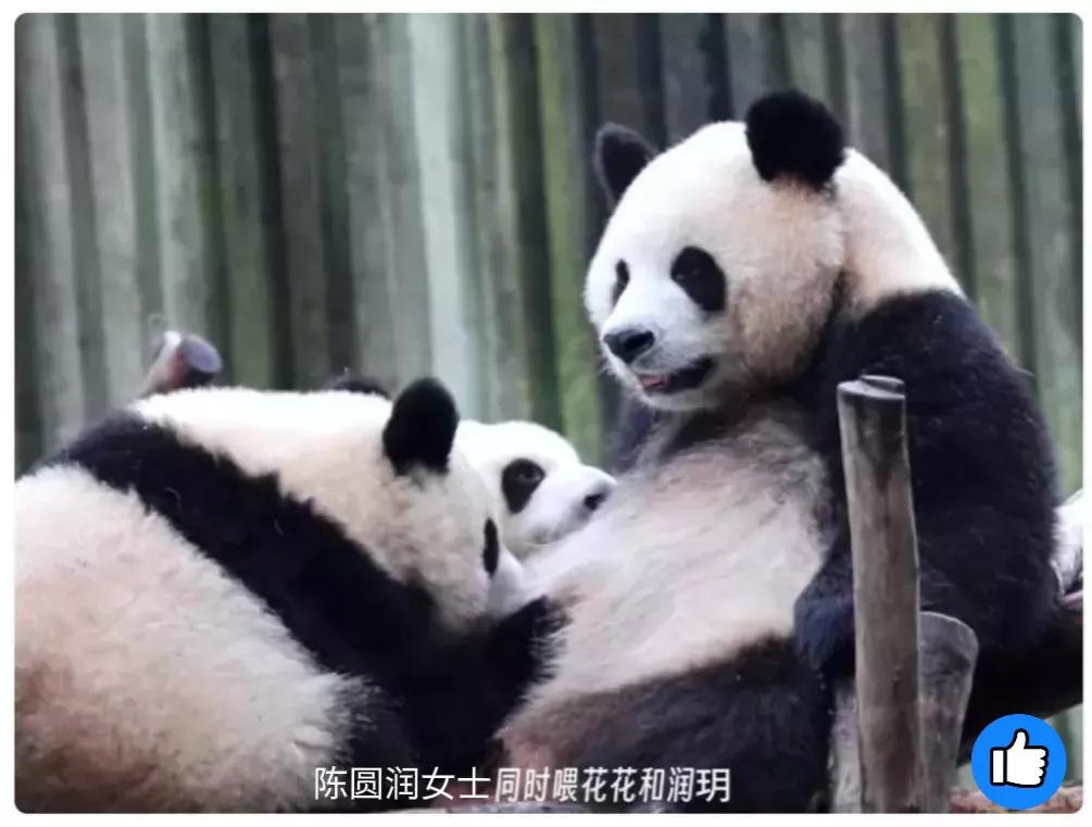 From Yuanyuan to Aibao: How does a panda mother breastfeed her baby ...