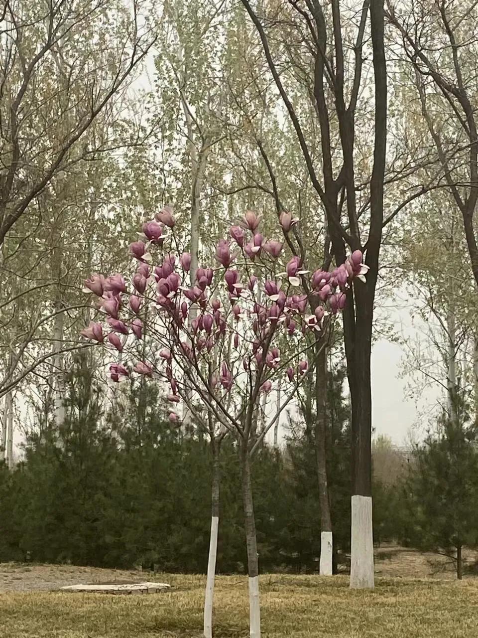 Hey let's have a spring outing together! ? - iMedia