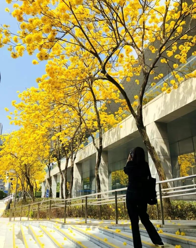 Guangzhou in March is full of flowers and beautiful!Amazing spring, but ...