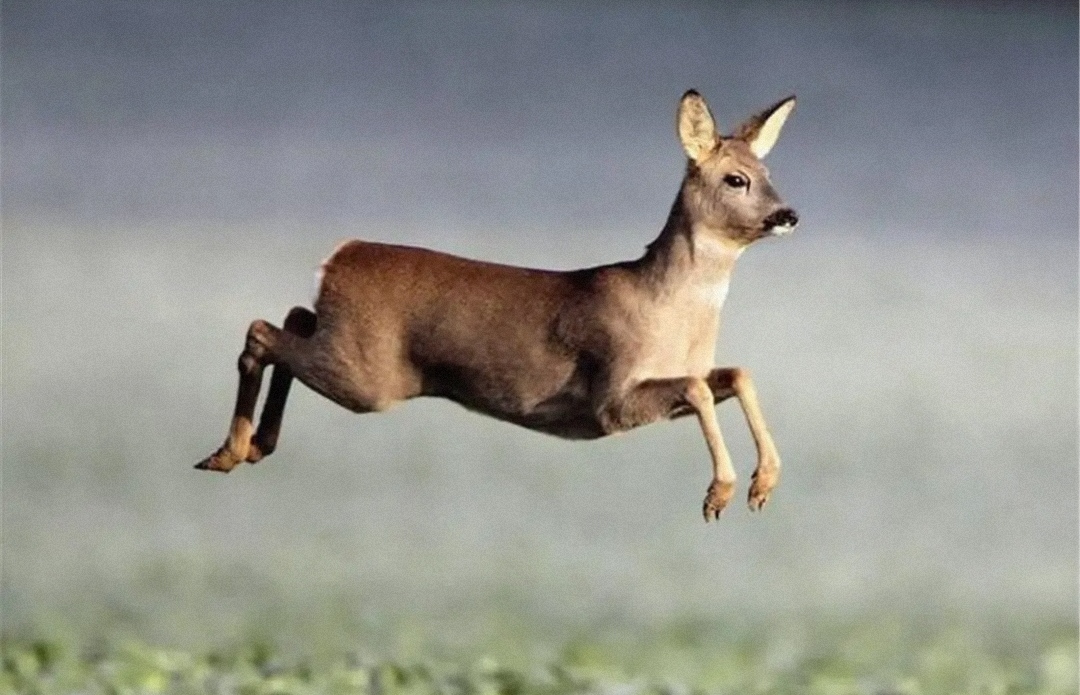 The first mythical beast in the Northeast, how stupid is the silly roe ...