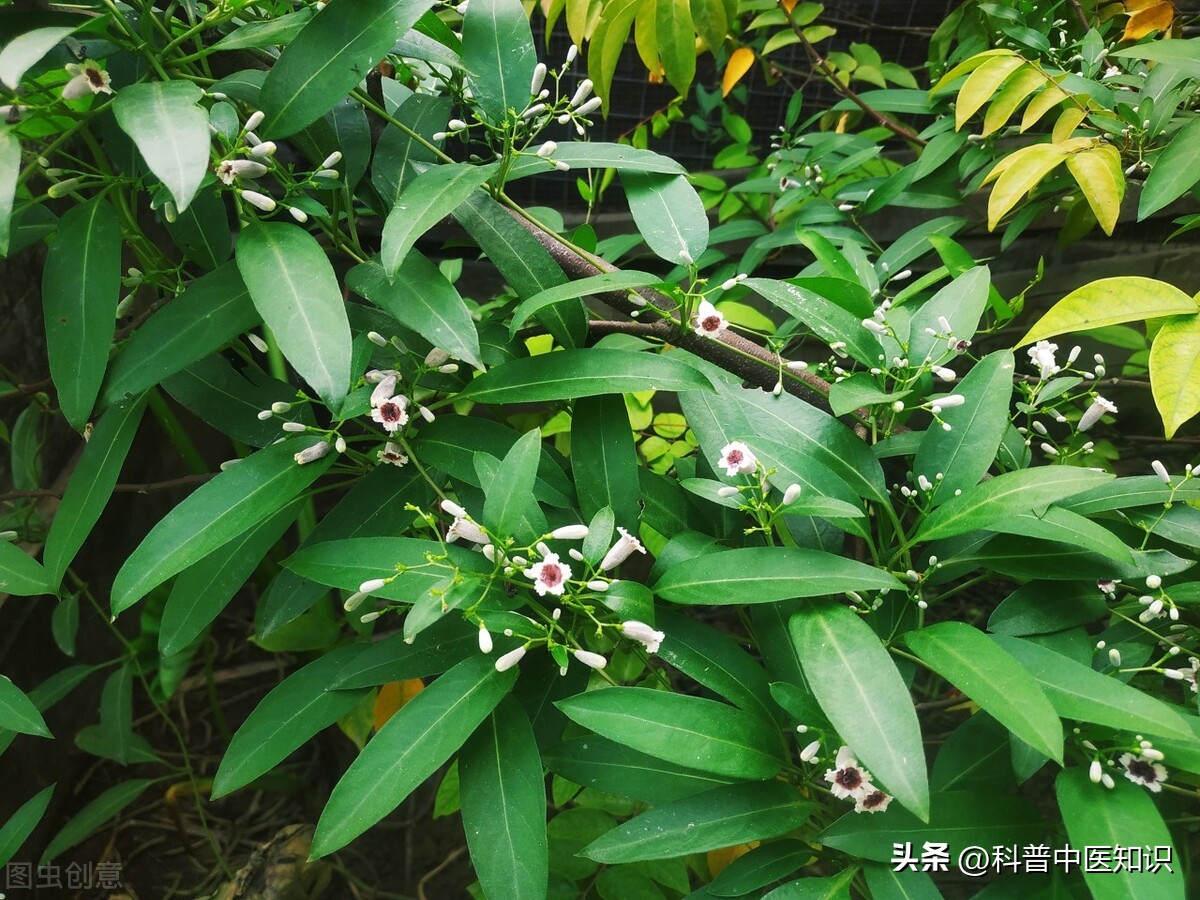 Chicken dung vine: a good medicine for digestion and stagnation ...