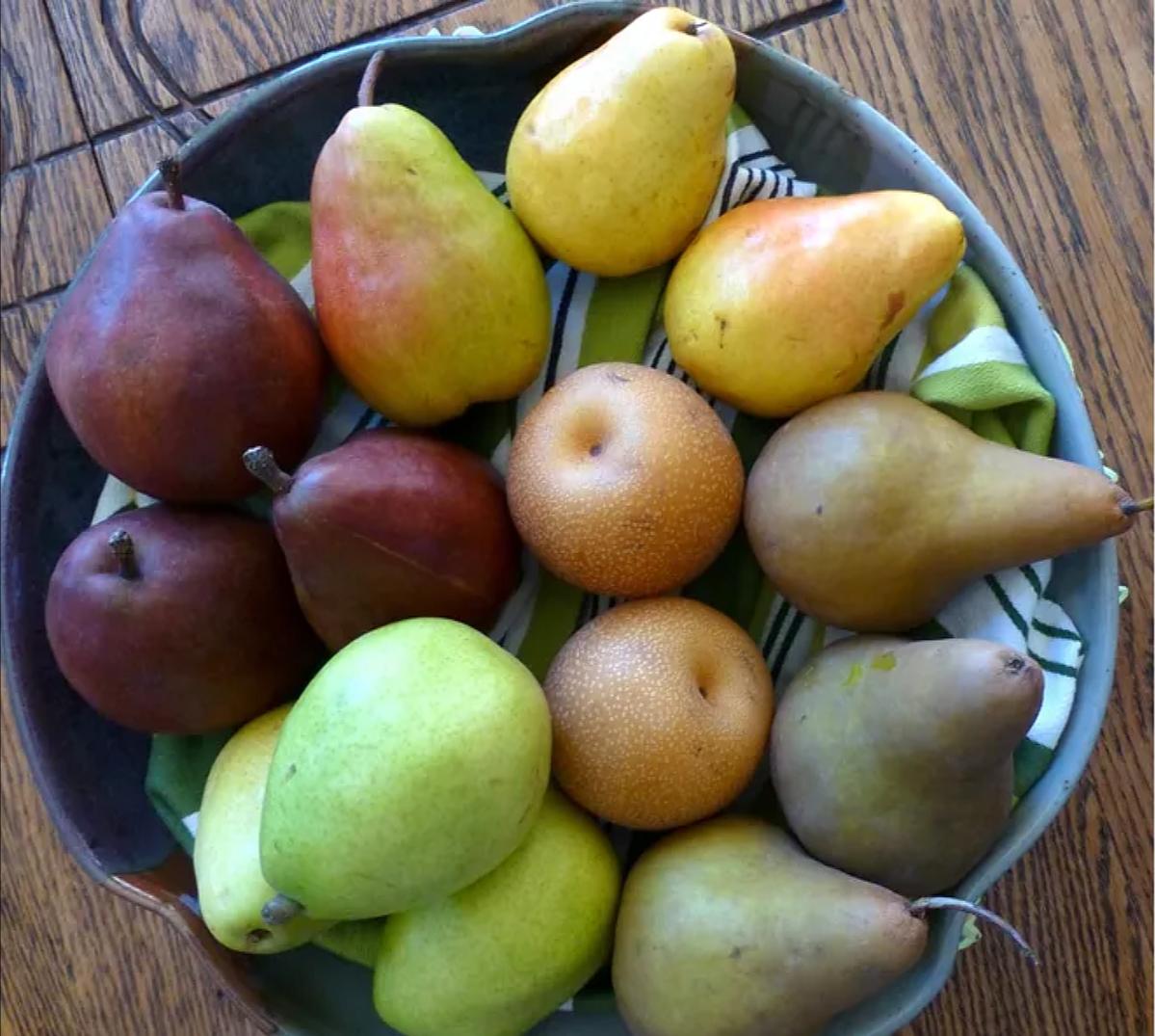 What did crops look like before they were domesticated by humans? - iNEWS