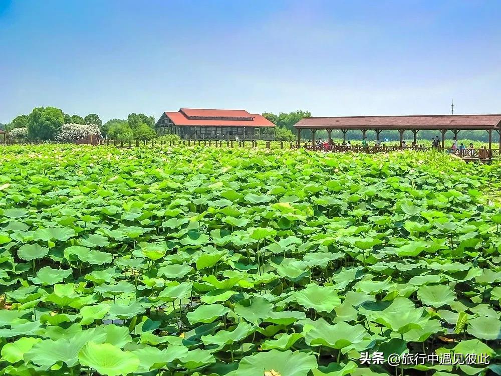 Suzhou lotus appreciation must go to Hetang Moonlight Wetland Park ...