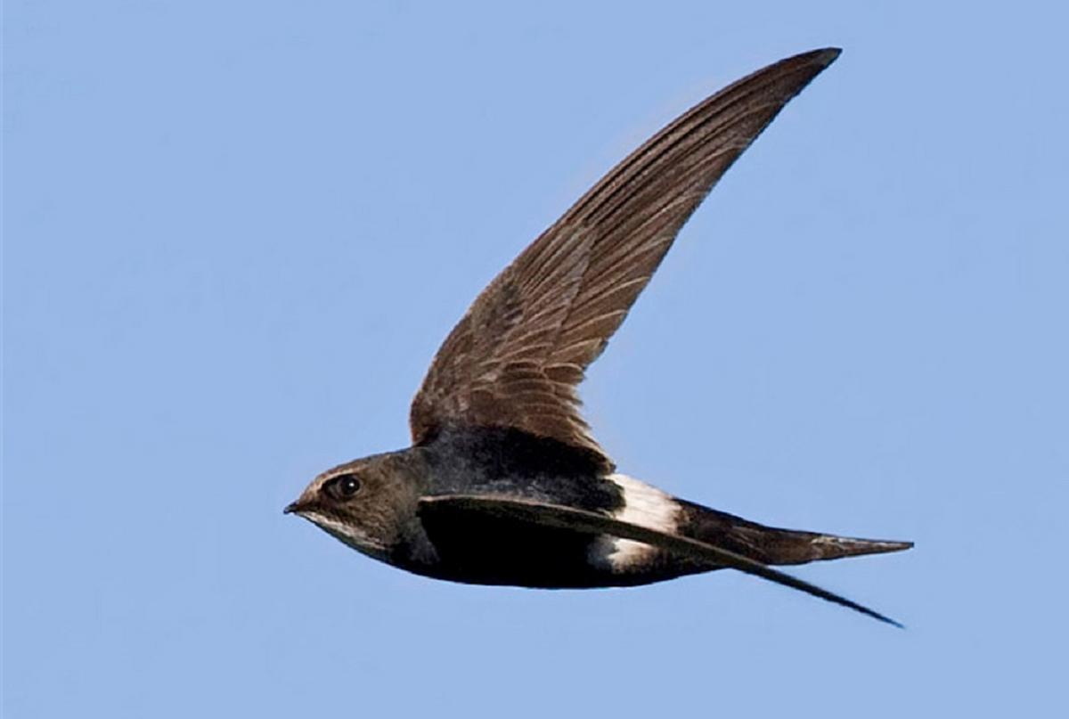 Swifts that fly and sleep are almost dead when they land. How do they ...