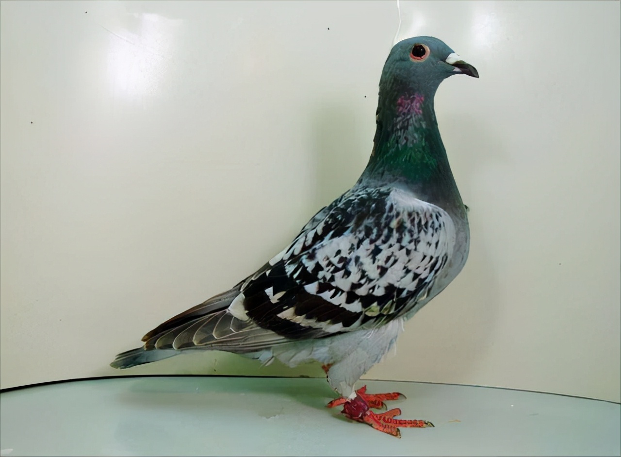 Inventory of the ten most beneficial animals for humans - iNEWS