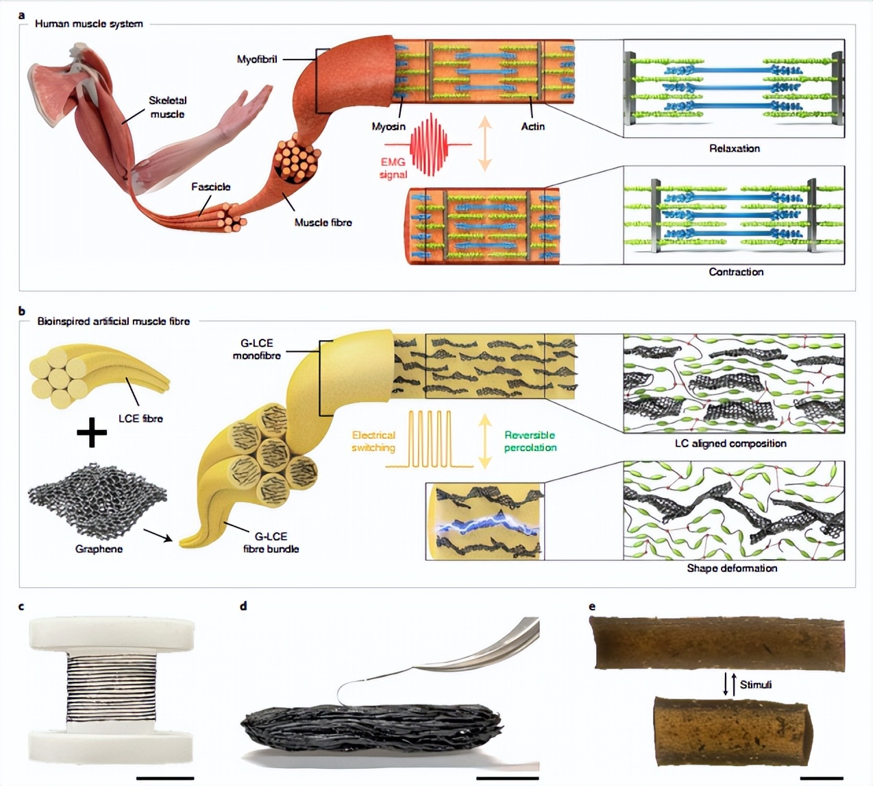 Research Frontier: Nature Nanotechnology-Artificial Muscle - iNEWS