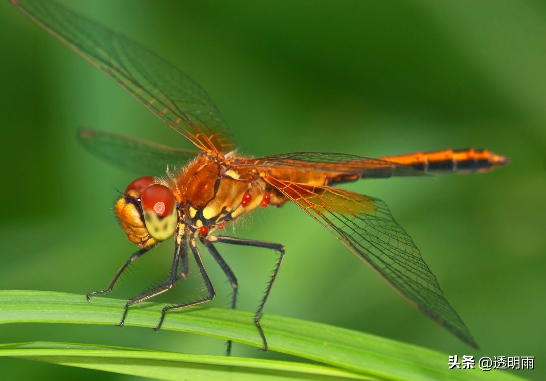 The King of Flying—How many secrets does the dragonfly hold? - iMedia