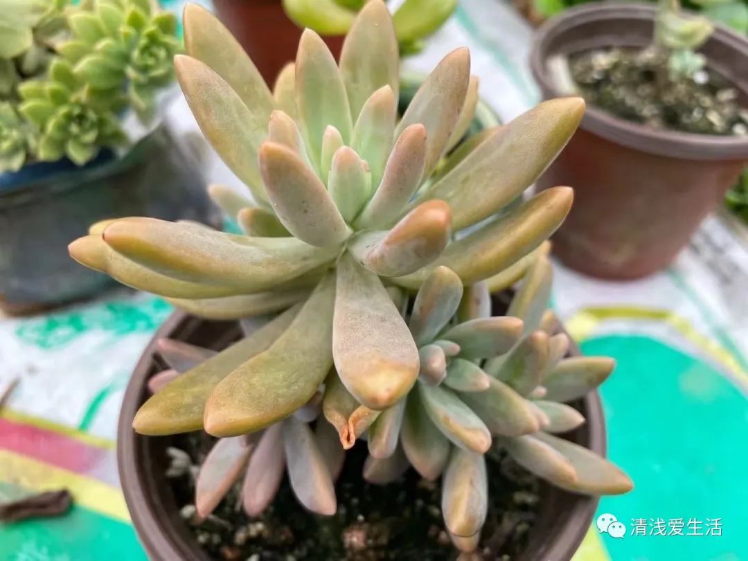 Prune the roots and repot the succulent Qiuli in spring - iMedia