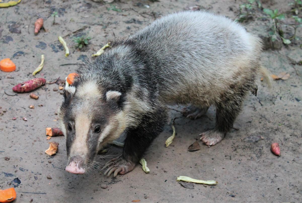 Xinjiang found a "mountain badger", with a pig nose and claws on its ...