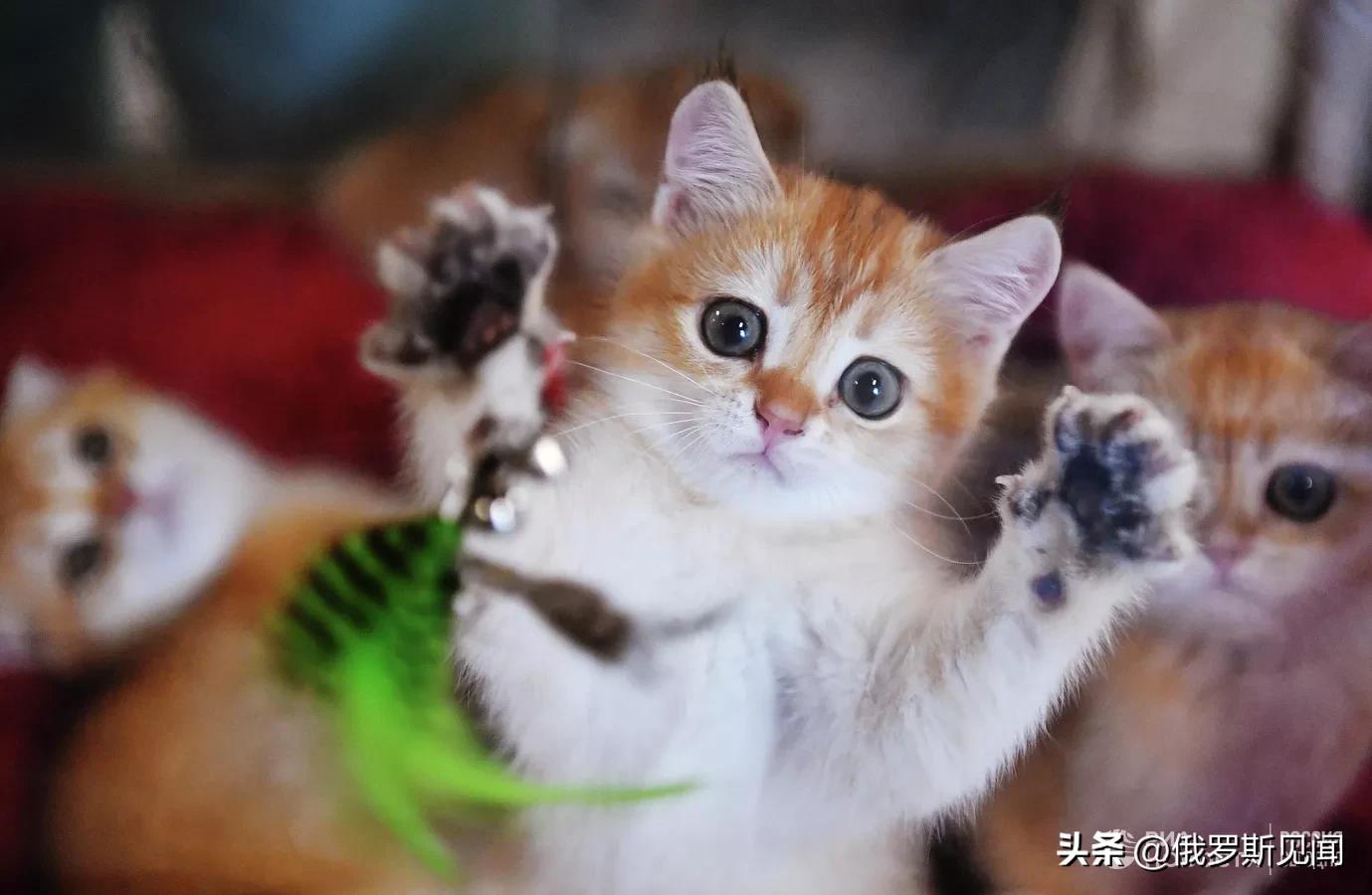 A cat lover's paradise!Come see the cuties at the Moscow Cat Show - iNEWS