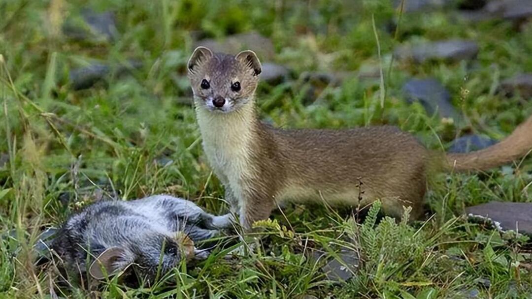 Why is Ling Weasel so small yet so powerful? - iNEWS