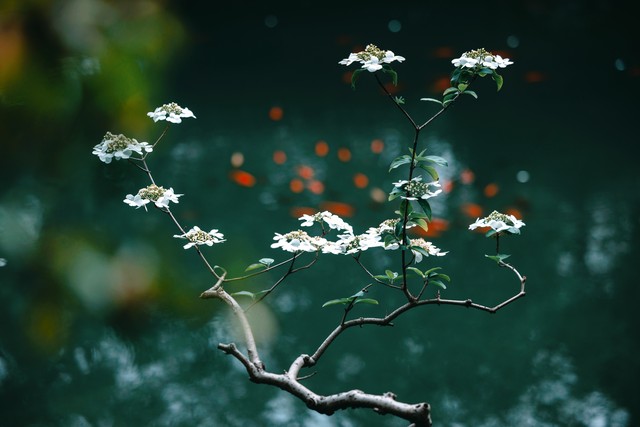 Du Fu's Kuizhou Poem "Late Spring" - iMedia