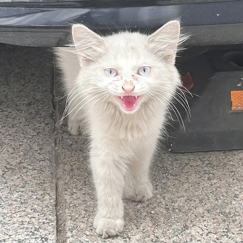 A kind of cat that is more pitiful than stray cats is really ...