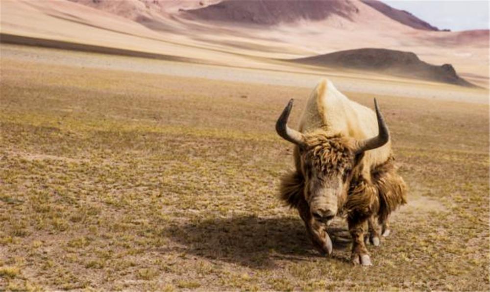 When a golden-haired wild yak meets a pack of wolves, it surrounds its ...