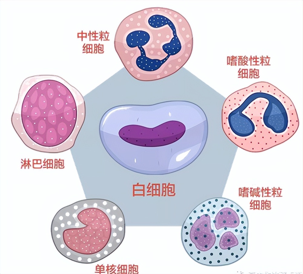 Elevated white blood cell count means "inflammation"? - iMedia