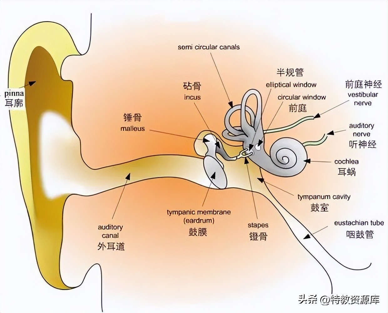 anatomy of vestibular function - iNEWS