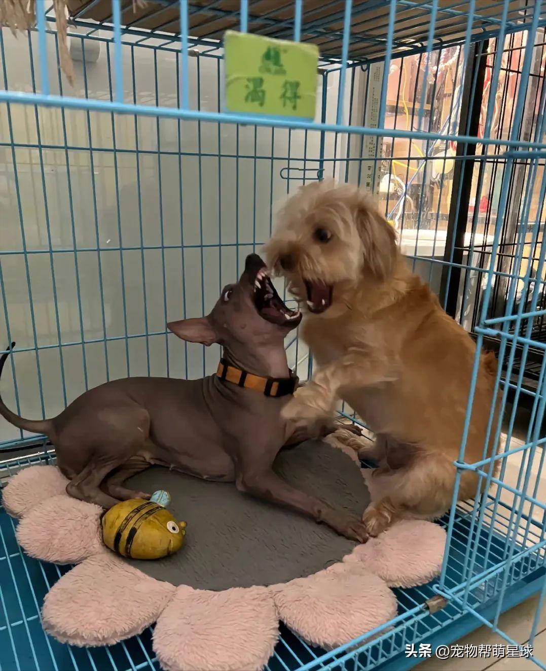 When the dog was quarreling fiercely, he found out that he was secretly ...