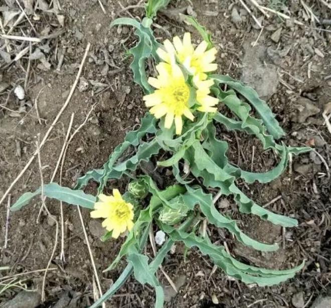 It grows under the hillside and is called "pen tube grass". Its roots ...