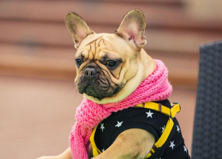 Fadou, not everyone can support, the shortcomings are obvious - iNEWS