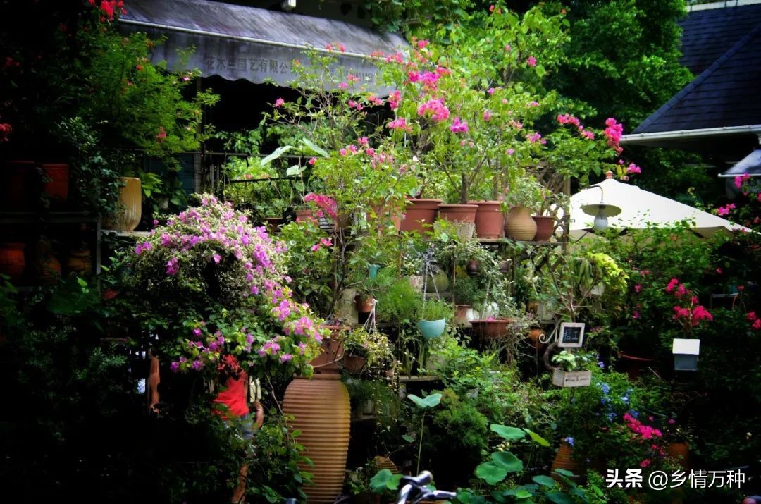 Demystifying the intimate relationship between plants and humans: the ...