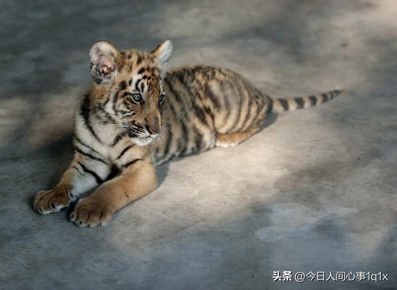 Where does the South China tiger go? Explore the trajectory of fate ...