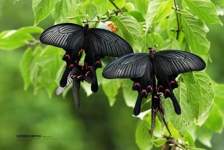 The Wonderful World of Insects: A Magnificent Journey of Small ...