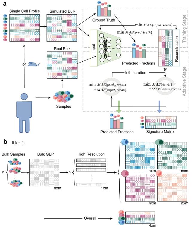 CUHK develops a deep learning approach to bridge batch RNA-seq and single-cell RNA-seq - iNEWS