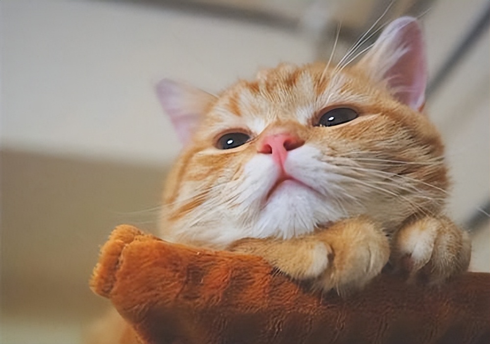 Novice cat raising, are you ready? - iNEWS