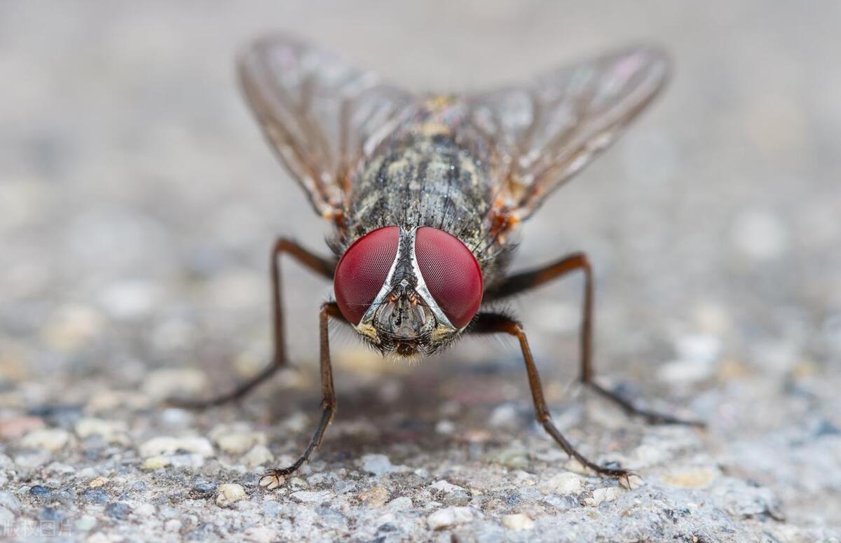How far can flies smell? Why do flies have such a sensitive sense of ...