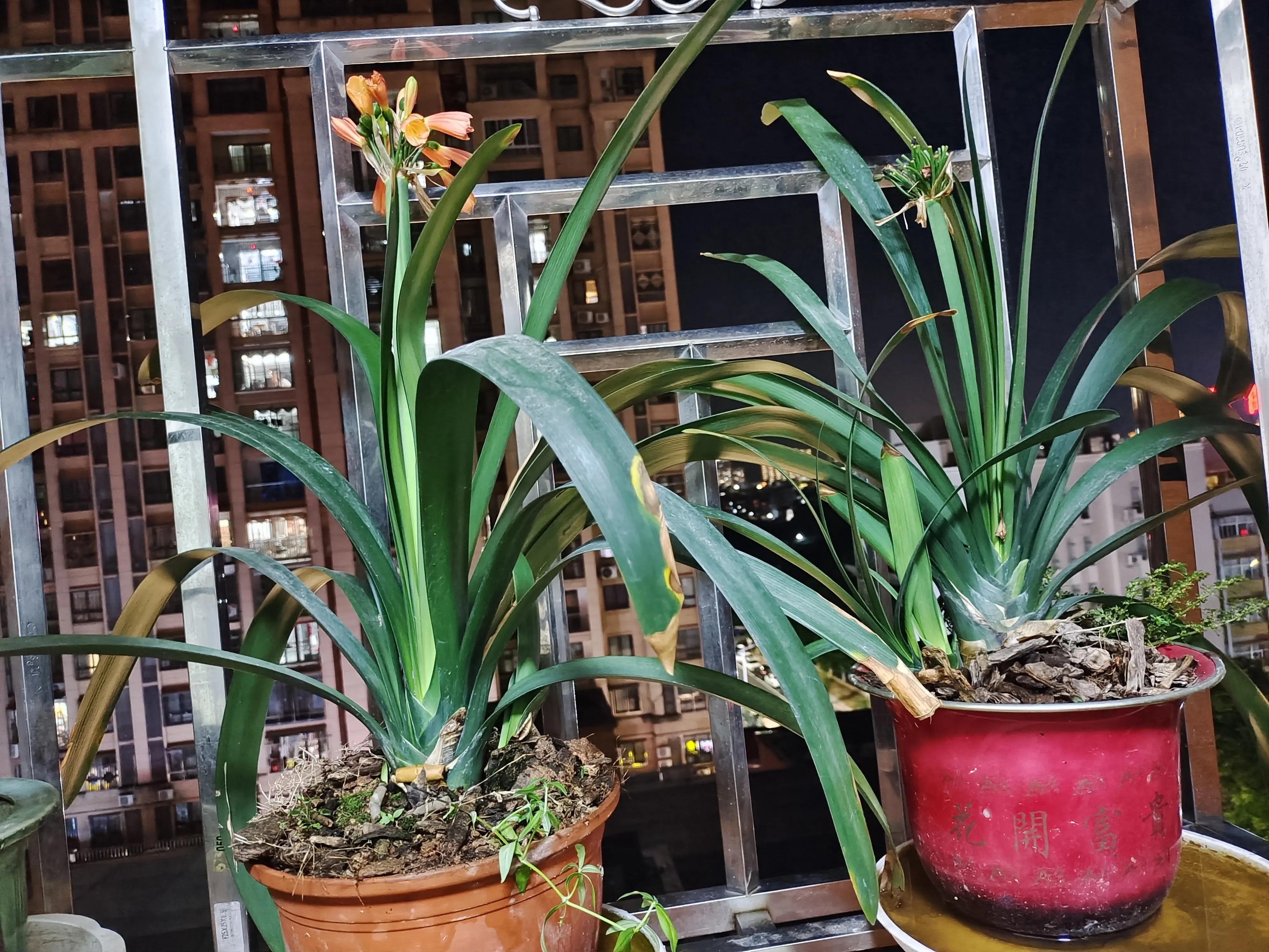 Night Rain || Liang Zi - iNEWS