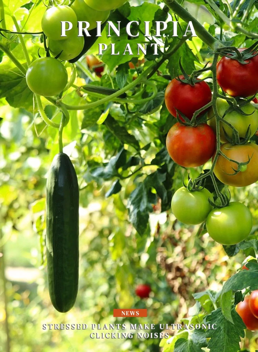 heard it! Plants are literally vocalizing! - iNEWS