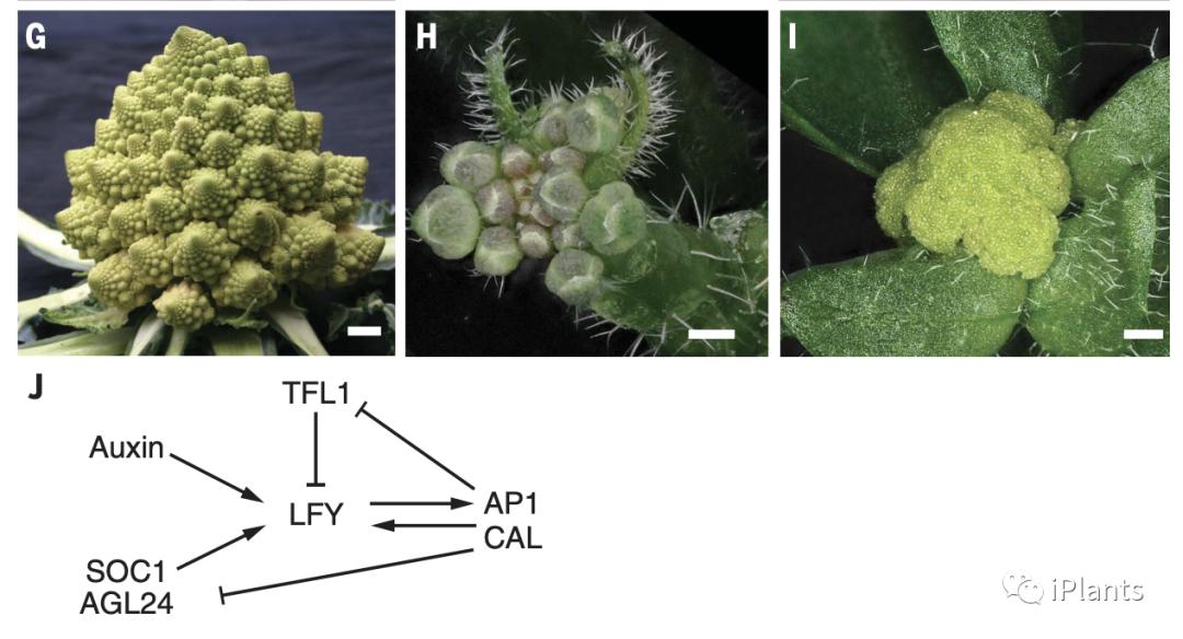 Molecular mechanism of curd production of "Science Classic" cauliflower ...
