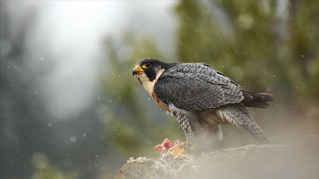 Top 10 Fastest Birds In The World! The first place is faster than a ...