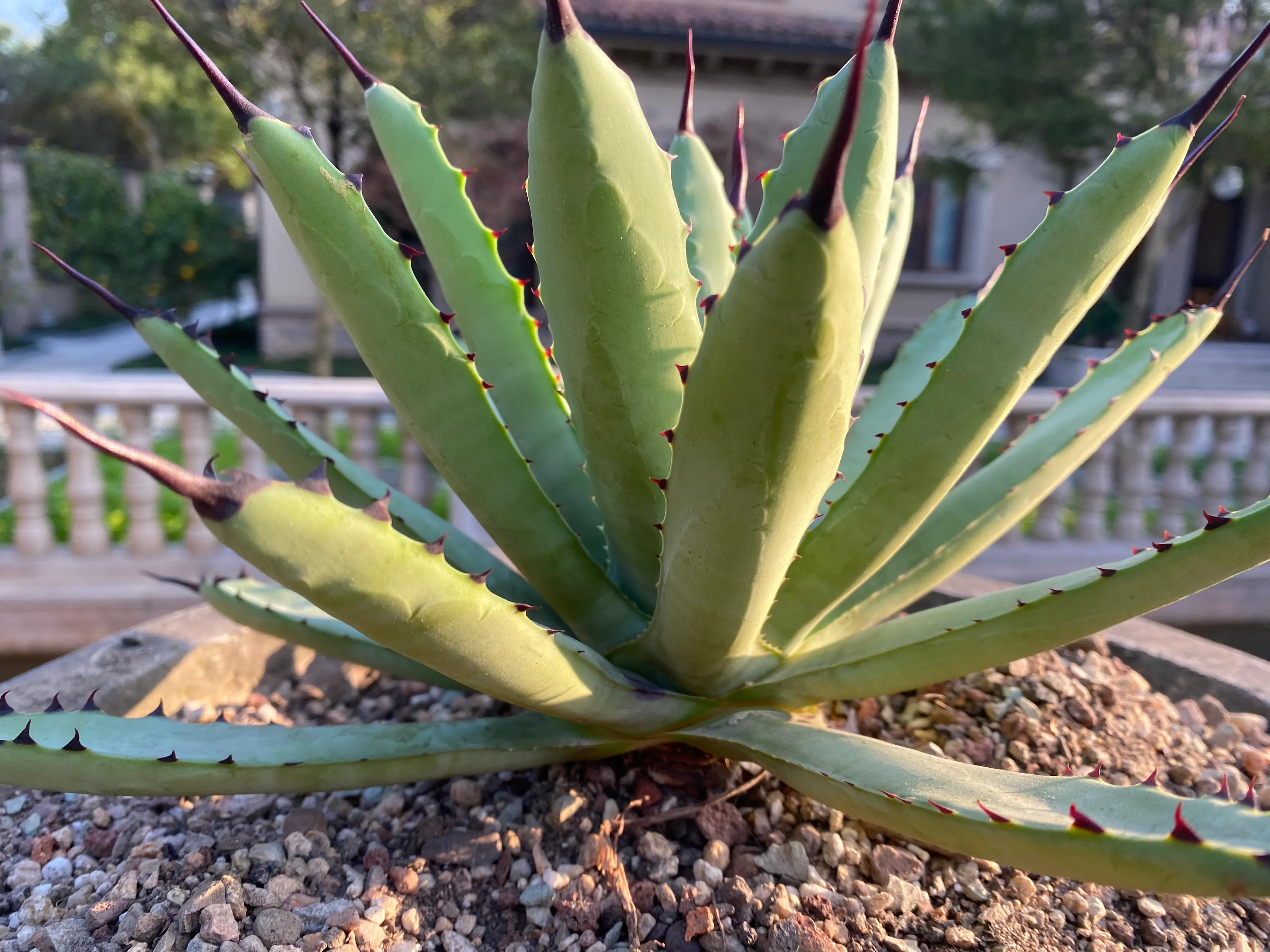 Green Muscle Eight Desolate Temple Tequila - iNEWS