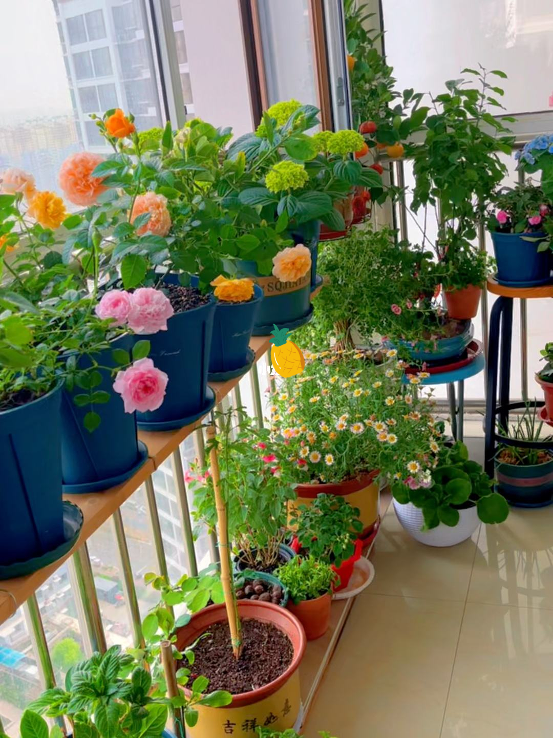 6 kinds of spicy flowers, huge amount of flowers and long flowering ...