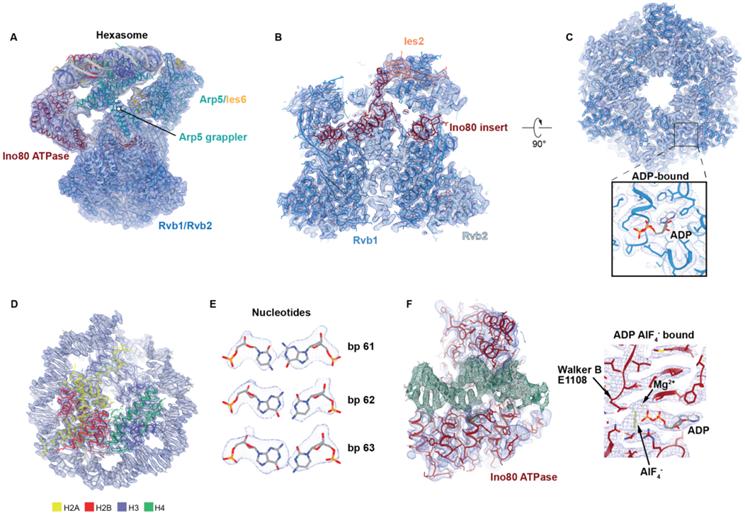 Two Science papers reveal the mechanism of hexameric nucleosomes ...